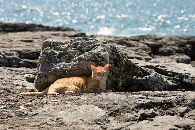 5 Pulau Kucing di Jepang, Ada yang Populasi Manusianya Lebih Sedikit ...