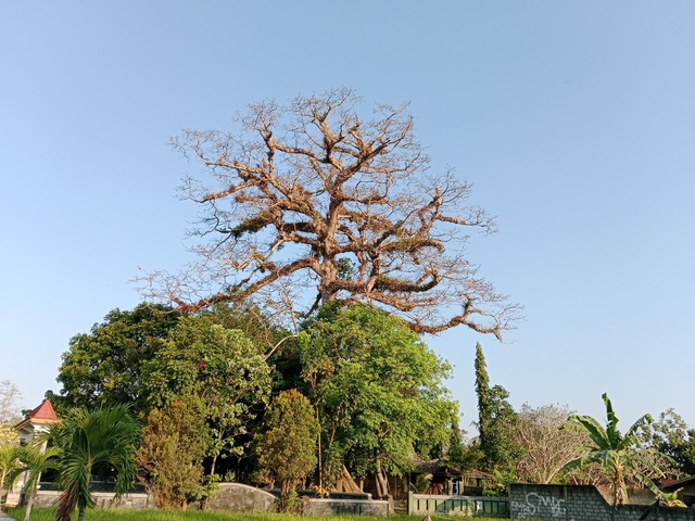 Sejarah Randu Alas dan Tradisi Nyadran di Makam Kyai Dono Murah ...
