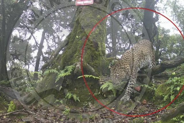 Pesona Macan Tutul Jawa yang Tertangkap Kamera di Gunung Salak ...