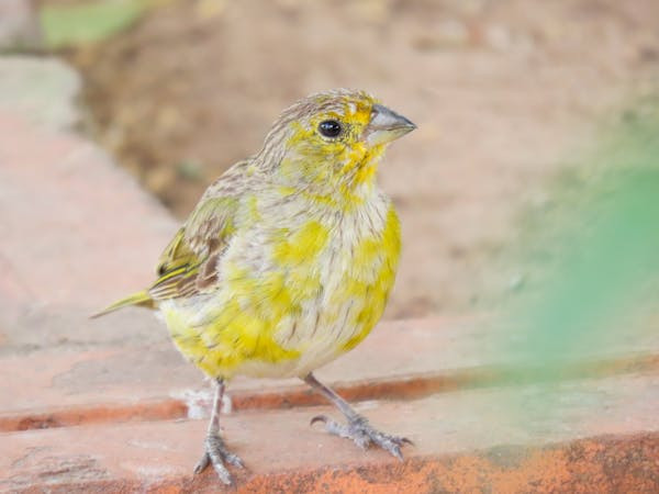 Ciri Kenari Loper yang Sering Dicari Penggemar Burung Kicau | kumparan.com