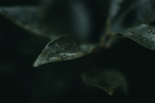 Cara Mengetahui Elemen Feng Shui Kita Berdasarkan Tanggal Lahir ...