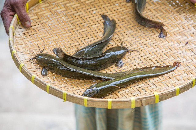 Mitos Ikan Lele Truno dan Kisah Mistis yang Menyelimutinya | kumparan.com