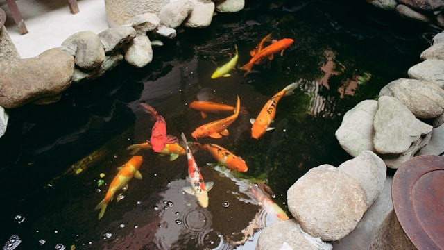 Letak Kolam Ikan Menurut Feng Shui yang Perlu Diketahui | kumparan.com