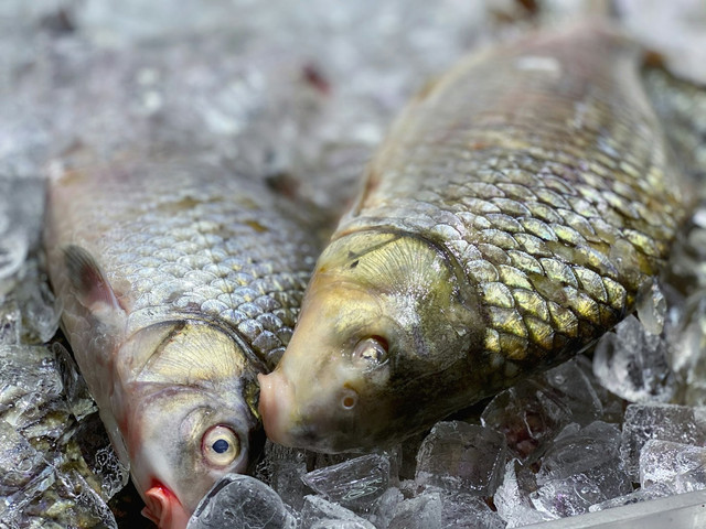 Cara Melunakkan Ikan dari Freezer dengan Praktis | kumparan.com