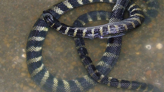 Ini Satu-satunya Ular Laut yang Gak Hidup di Laut, Cuma Ada di Filipina ...