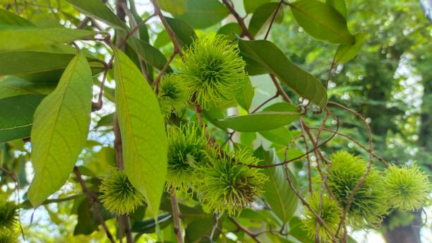 Ciri Daun Rambutan Rapiah yang Mudah Dikenali | kumparan.com