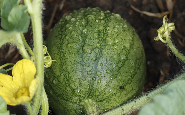 5 Ciri Bunga Jantan Semangka, Tidak Sama dengan yang Betina | kumparan.com