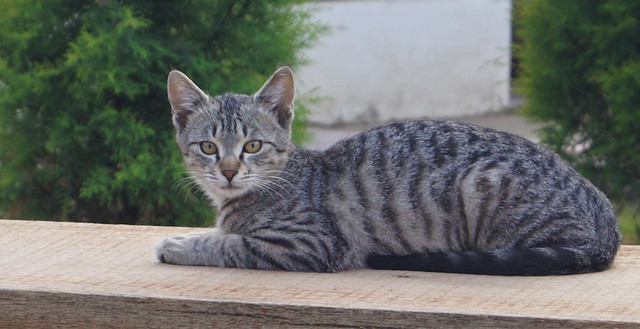 50 Rekomendasi Nama Kucing Tabby yang Unik dan Menggemaskan | kumparan.com