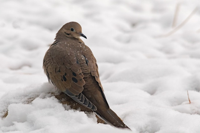 50 Nama Burung Tekukur yang Bagus sebagai Pembawa Hoki dan Rezeki ...