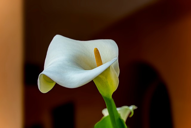 5 Makna Bunga Calla Lily yang Indah | kumparan.com