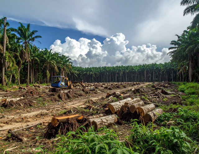 Deforestasi Kalimantan: Dampak Perluasan Perkebunan Kelapa Sawit pada ...