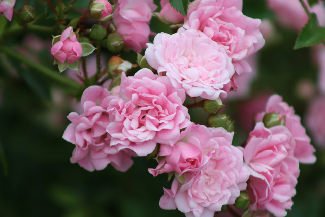 Ciri-Ciri Bunga Mawar dan Beragam Jenisnya yang Populer | kumparan.com