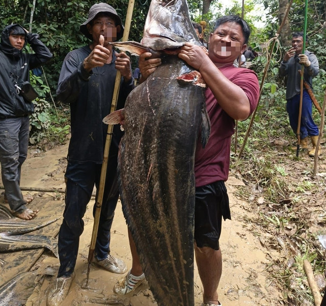 Lagi, Warga Sebilit Kapuas Hulu Panen Ratusan Kilogram Ikan Tapah Raksasa | kumparan.com
