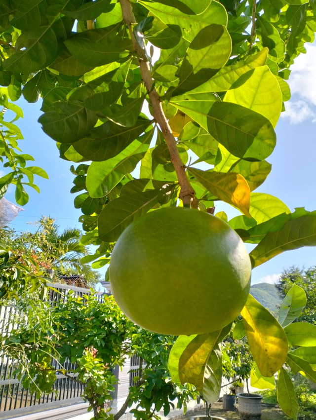 Inovasi Tabir Surya Lokal: Ekstrak Daun & Buah Crescentia cujete L ...
