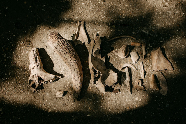 Sejarah Penemuan Fosil Pithecanthropus Erectus di Trinil | kumparan.com