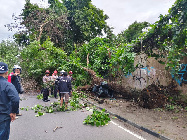 Pohon Besar di Yogya Tumbang, Tewaskan 2 Orang | kumparan.com
