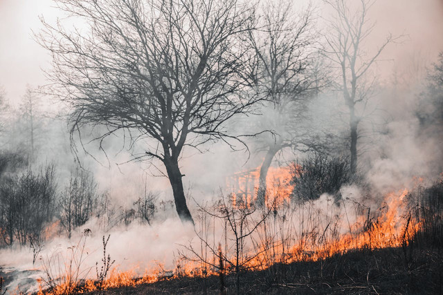 Ciri-Ciri Kabut Asap yang Berasal dari Kebakaran Hutan | kumparan.com