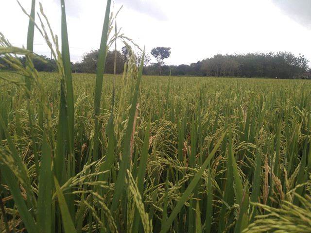 Swasembada Pangan: Keberhasilan Nyata atau Sekedar Ilusi Statistik ...