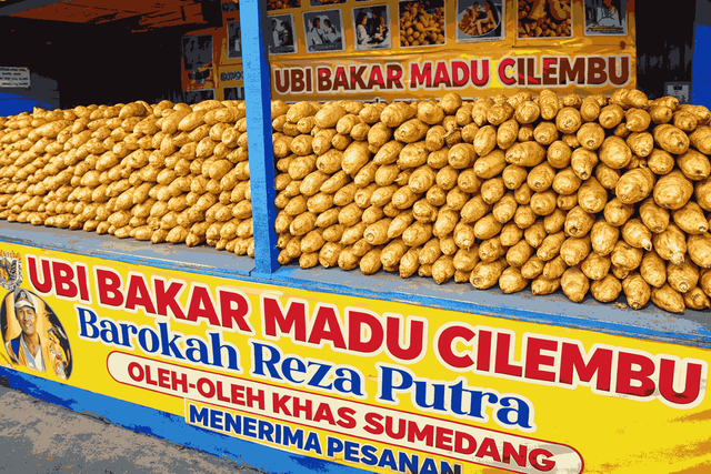 Ubi Cilembu: Si Legit dari Sumedang, Diam-Diam Siap Jadi Pangan Masa ...