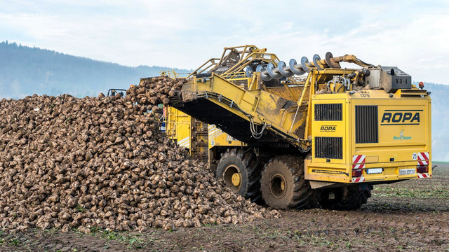 Peluang Emas Budi Daya Tanaman Gula Bit di Negara Tropis | kumparan.com