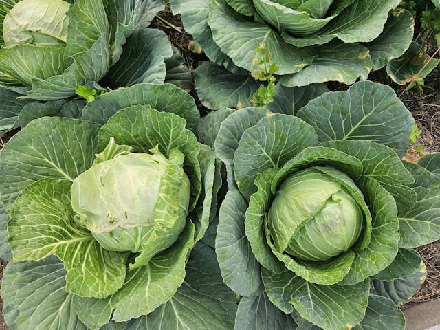 Jenis Makanan Tinggi Magnesium | kumparan.com