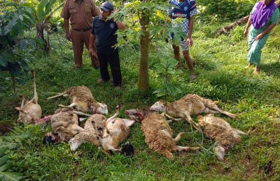 Puluhan Domba di Kuningan Mati Misterius: Ada Bekas Gigitan, Warga ...