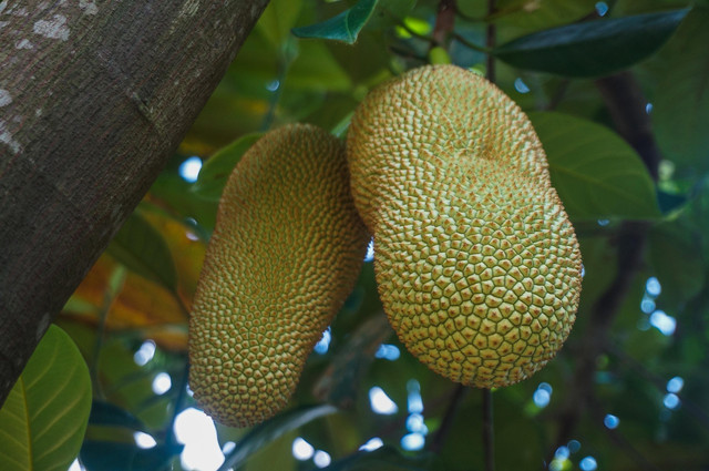 buah cempedak