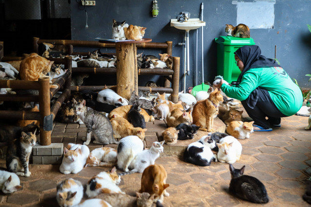 Esai Foto: Ketika Kucing Jalanan Menemukan Tempat Aman di Bekasi ...