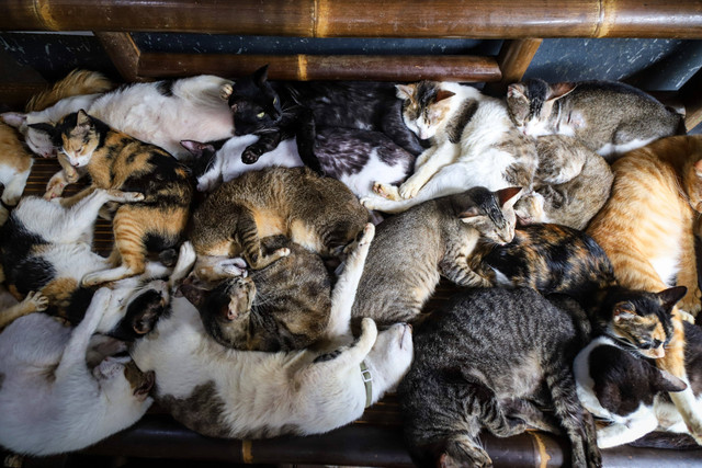 Esai Foto: Ketika Kucing Jalanan Menemukan Tempat Aman di Bekasi ...