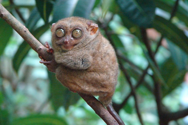 Tarsius Pumilus: Primata Kecil yang Langka | kumparan.com