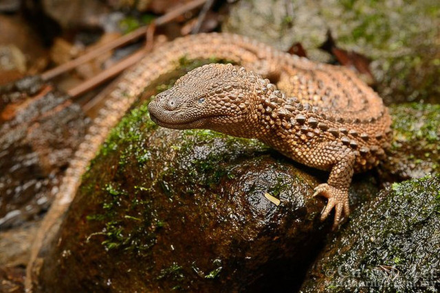 Mengenal Earless Monitor: Perlindungan dan Habitat Lanthanotus ...