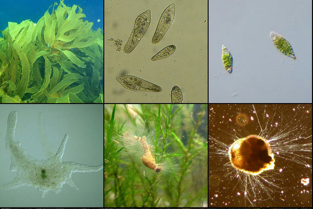 Ciri Ciri Protista: Penjelasan, Karakteristik, dan Contohnya | kumparan.com