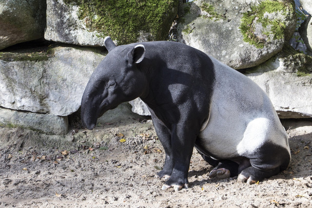 Mengenal Hewan Tapir: Makanan Favorit dan Habitat Aslinya | kumparan.com