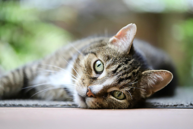 Klasifikasi Kucing: Penjelasan Umum dan Karakteristik Felis Catus ...