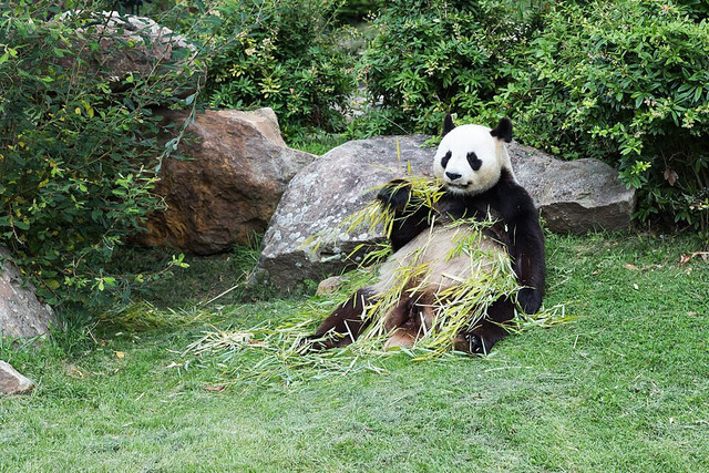 Keunikan Hewan Panda: Ciri Khusus dan Fakta Menarik | kumparan.com