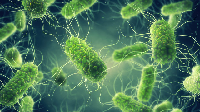 Perbedaan Bakteri dan Alga Biru dalam Ilmu Biologi | kumparan.com