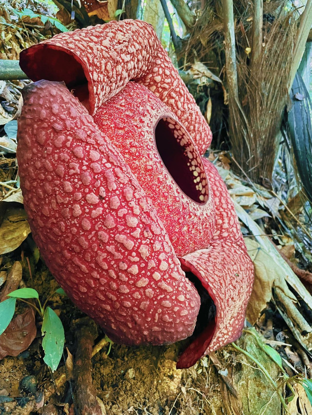 Potret Bunga Rafflesia Arnoldii Mekar Sempurna di Tanggamus, Lampung ...