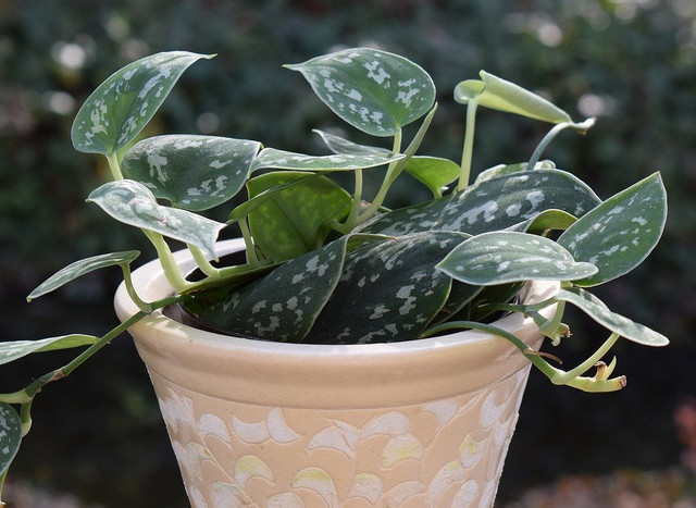 Daftar Jenis Philodendron yang Cantik sebagai Tanaman Hias | kumparan.com