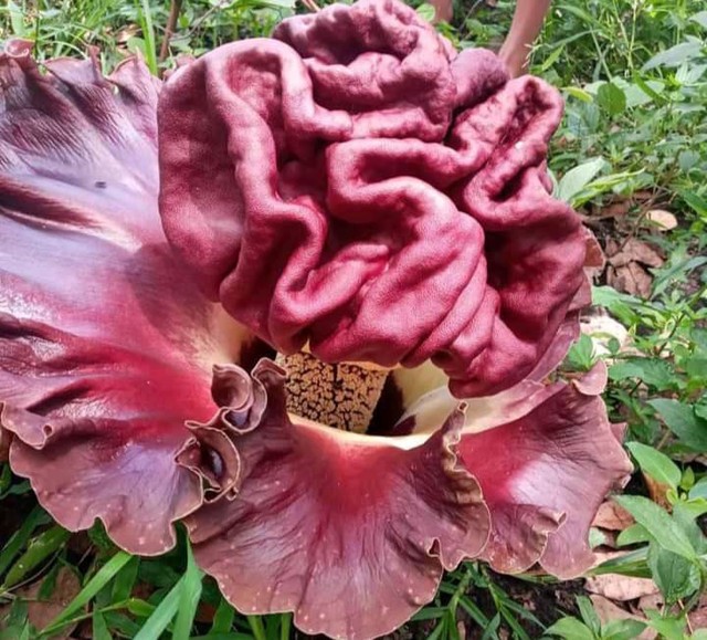 Tanaman Mirip Bunga Rafflesia Arnoldii Tumbuh di Pekarangan Warga di ...