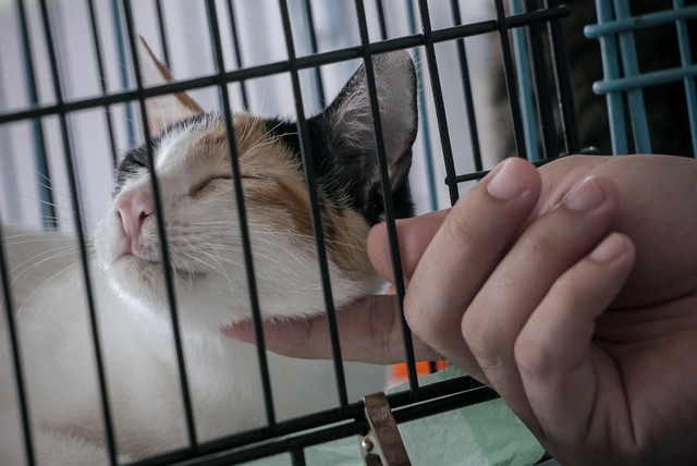 Pencinta Kucing Wajib Tahu, Ini 7 Hal yang Dibenci Hewan Kesayanganmu ...