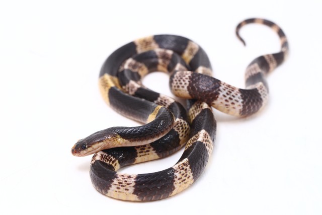 Bocah yang Digigit Ular Weling sudah Sebulan Koma, Kini Dirujuk ke RS ...