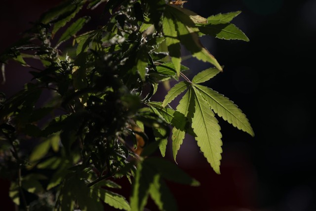 Malta Izinkan Penggunaan dan Penanaman Ganja untuk Kebutuhan Pribadi ...