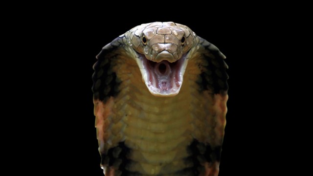 Bagaimana Cara Ular Mendesis Padahal Ompong Tak Punya Gigi? | kumparan.com