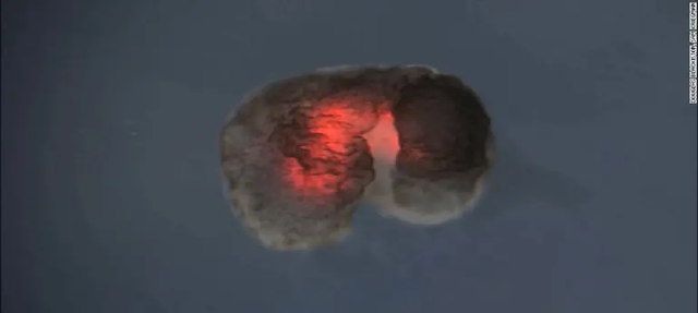 Berkenalan dengan Xenobot, Robot Hidup Pertama yang Diklaim Bisa Punya ...