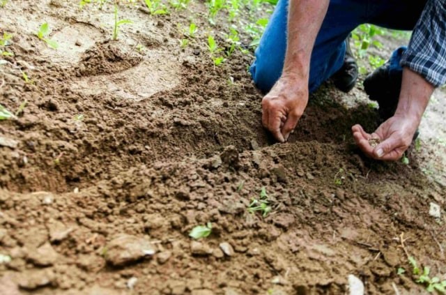 tanah vulkanik cocok untuk tanaman