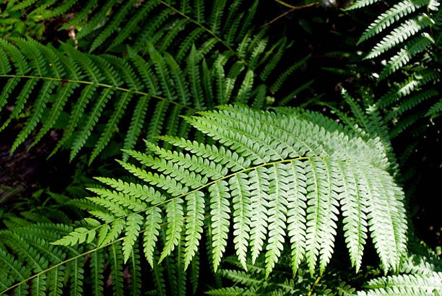 Hygrophyta: Pengertian, Ciri-Ciri, dan Contohnya | kumparan.com