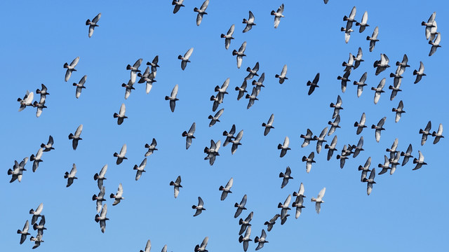 Burung Merpati Termahal di Dunia, Ini Dia Daftarnya! | kumparan.com