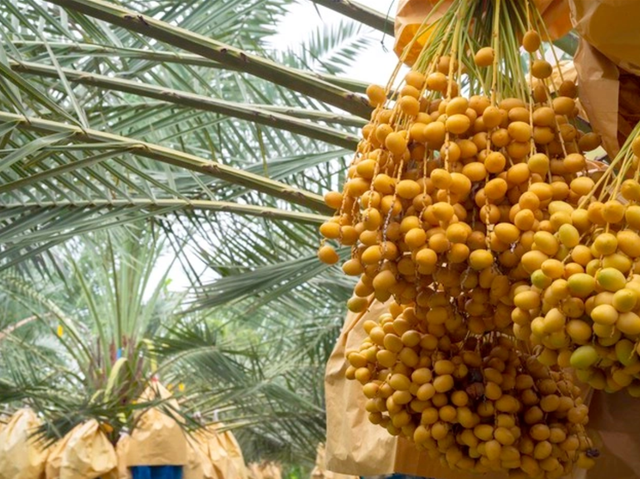 Musaqah: Pengertian, Syarat, dan Rukun-rukunnya | kumparan.com