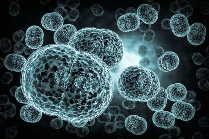 archaebacteria halofil