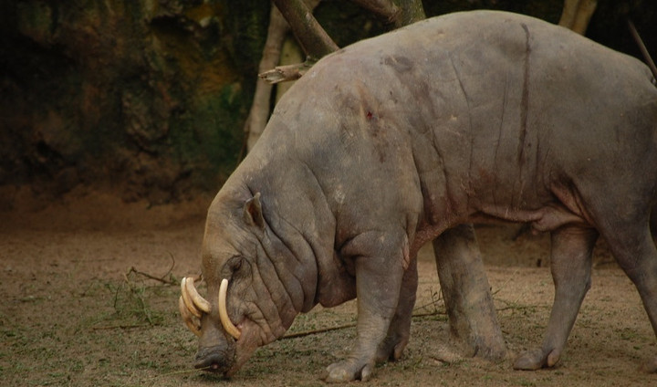 Mengenal Babi Rusa, Hewan Langka yang Hanya Ada di Sulawesi | kumparan.com